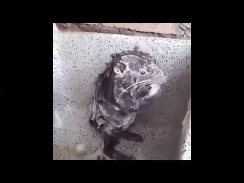 Fare  Banyo yaparken