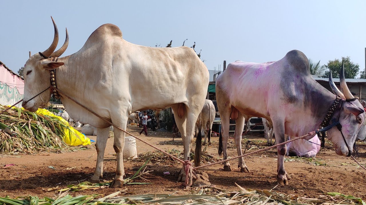 Milk Teeth Khilar Cattiles pair videos // Jhalahalli Cattiles Pair ...
