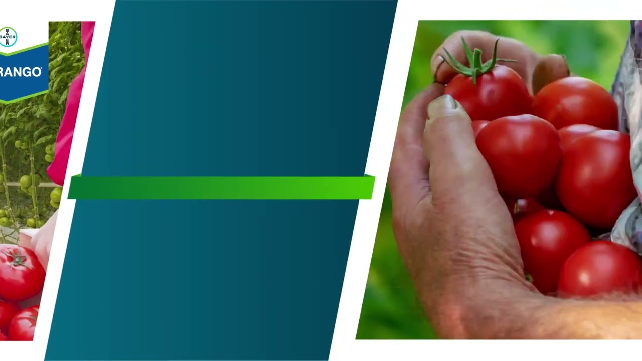 El resultado que quieres ver con Verango® | Agro Bayer Colombia - YouTube