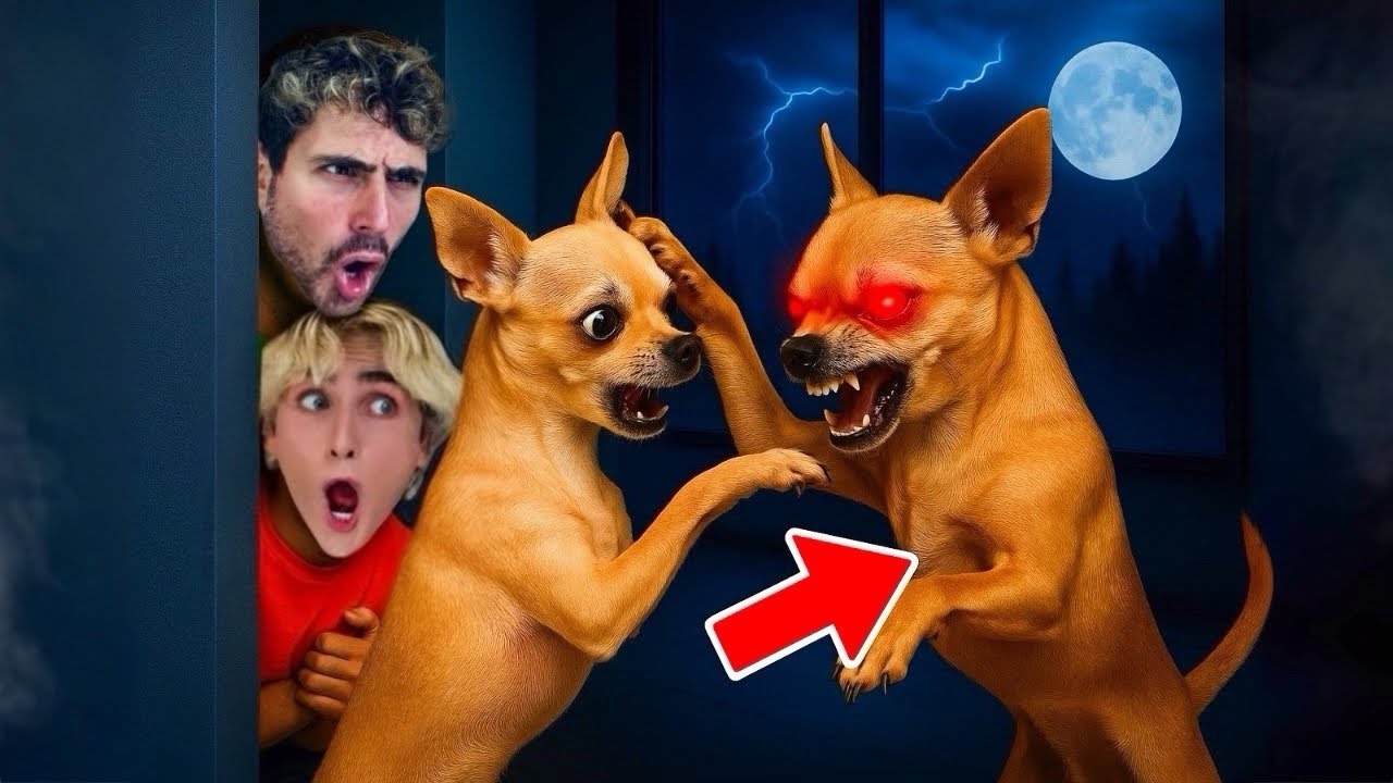 OUR DOG HAS A EVIL TWIN…😰😱 - YouTube