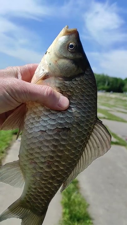 Как называется 🐟 Рыба 🎏 Конкурс Викторина Вопрос Загадка Знатокам 🥇 Супер Игра 📸 Прикольно и