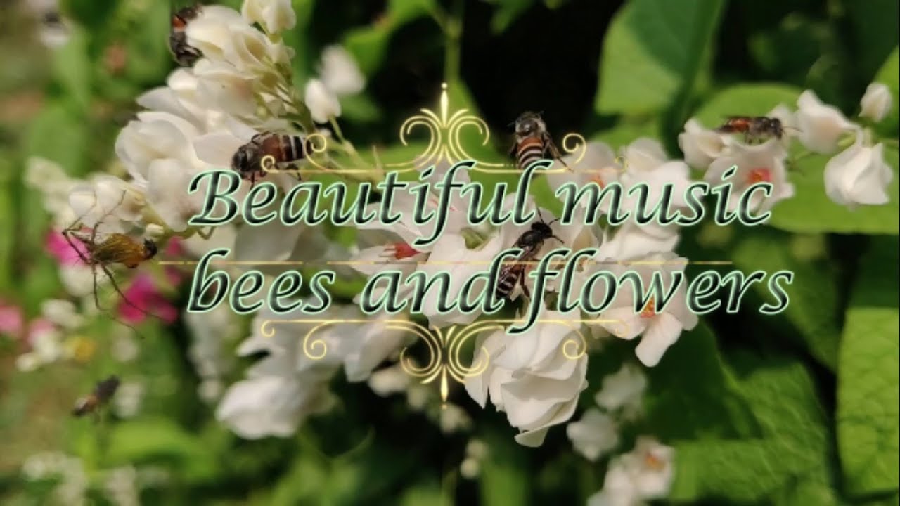 Beautiful,relaxing music.Bees and flowers. - YouTube