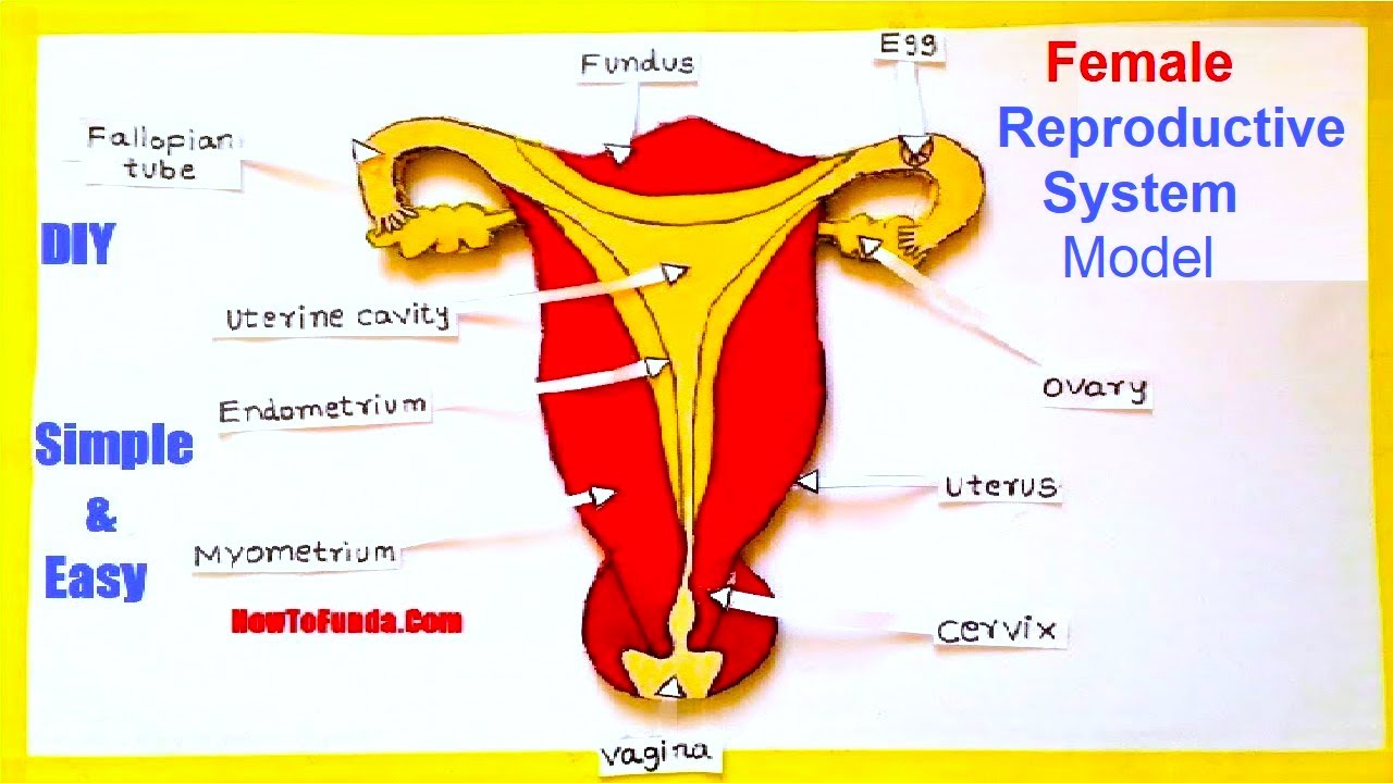 Female Reproductive System Model Making Using Cardboard Science 