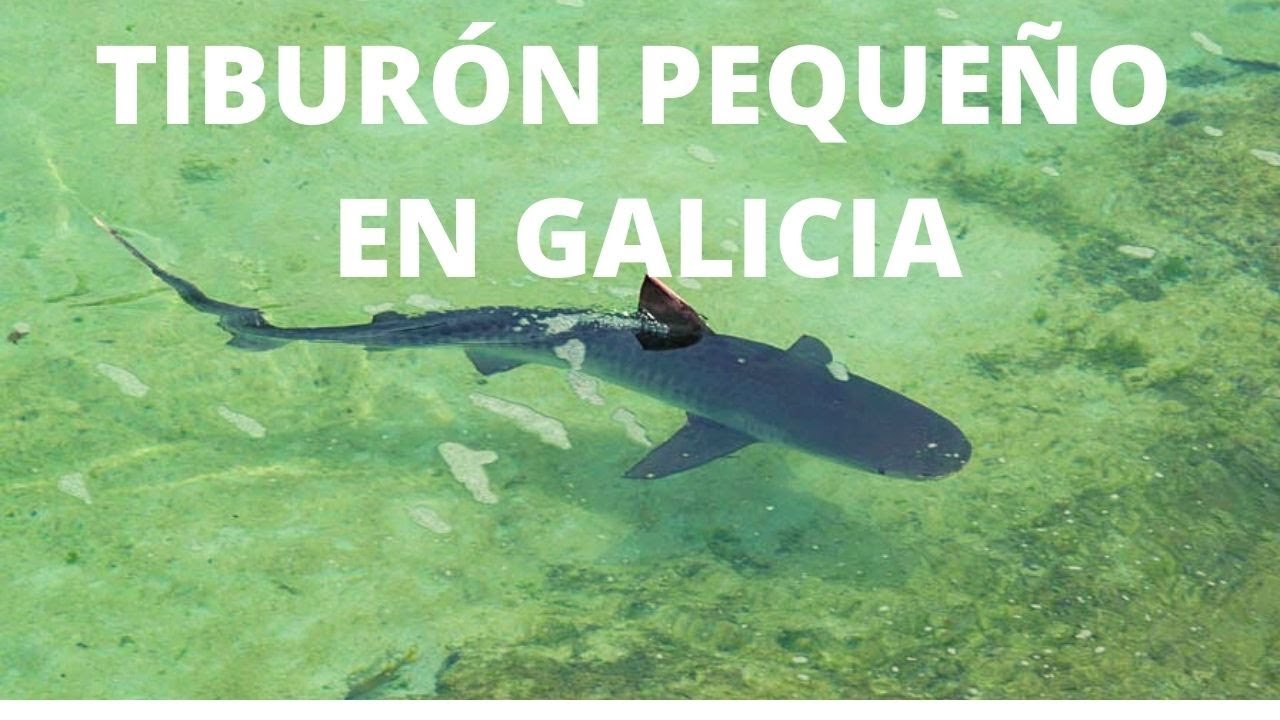 🦈 Este Tiburón más pequeño que he visto 🦈 Increíble ver un tiburón bebé ...
