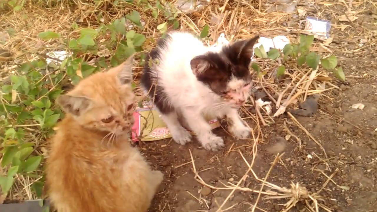 Feral kitten in the garbage dump (10). - YouTube