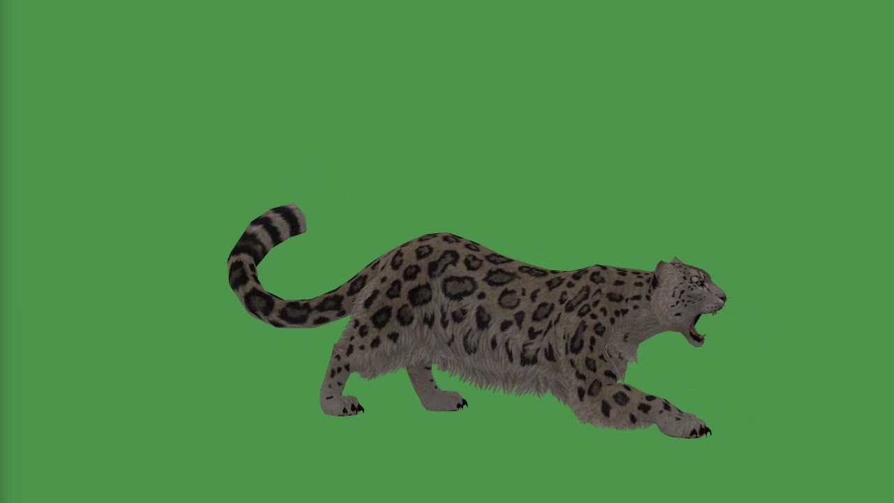 Leopard green screen video - YouTube