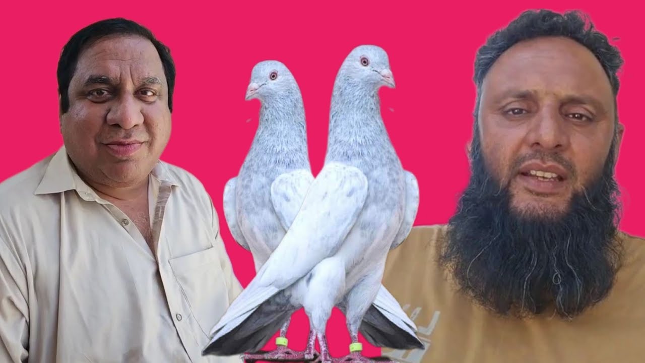 Muhammad Qutb Pigeons Ustad Haji Imran Bakkar Mandi - YouTube