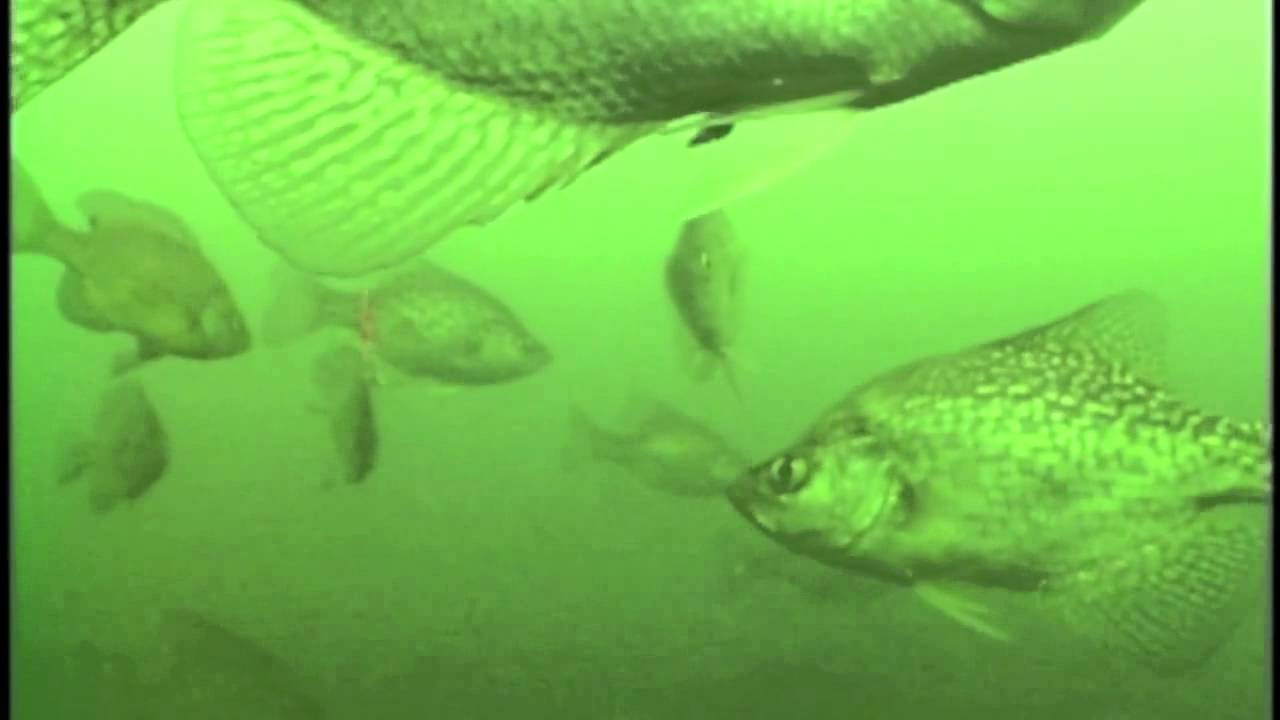 MarCum VS825SD Monster Crappie School - YouTube