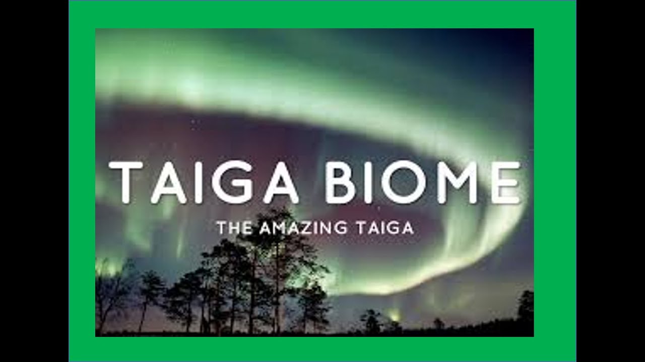 Taiga (Conifrerous Forest) Biome - Facts about Animals ,Plants and ...