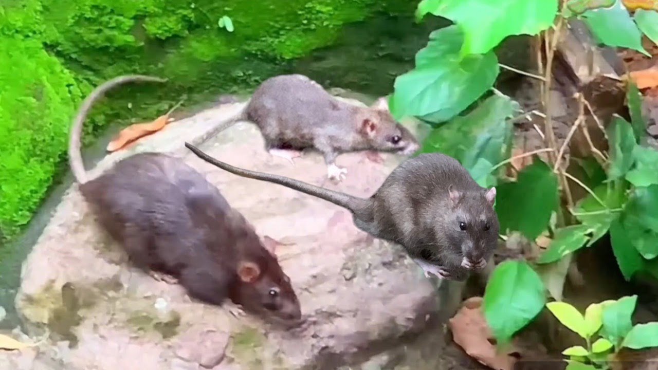 Where do the mice usually live? How to find mouse-hole - YouTube