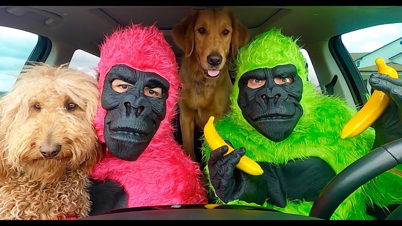 Funny Gorillas Surprise Puppies with Dancing Car Ride! - YouTube