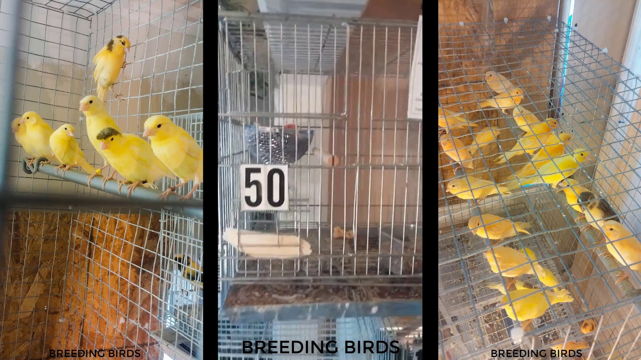 2018 Canaries Breeding Season - YouTube