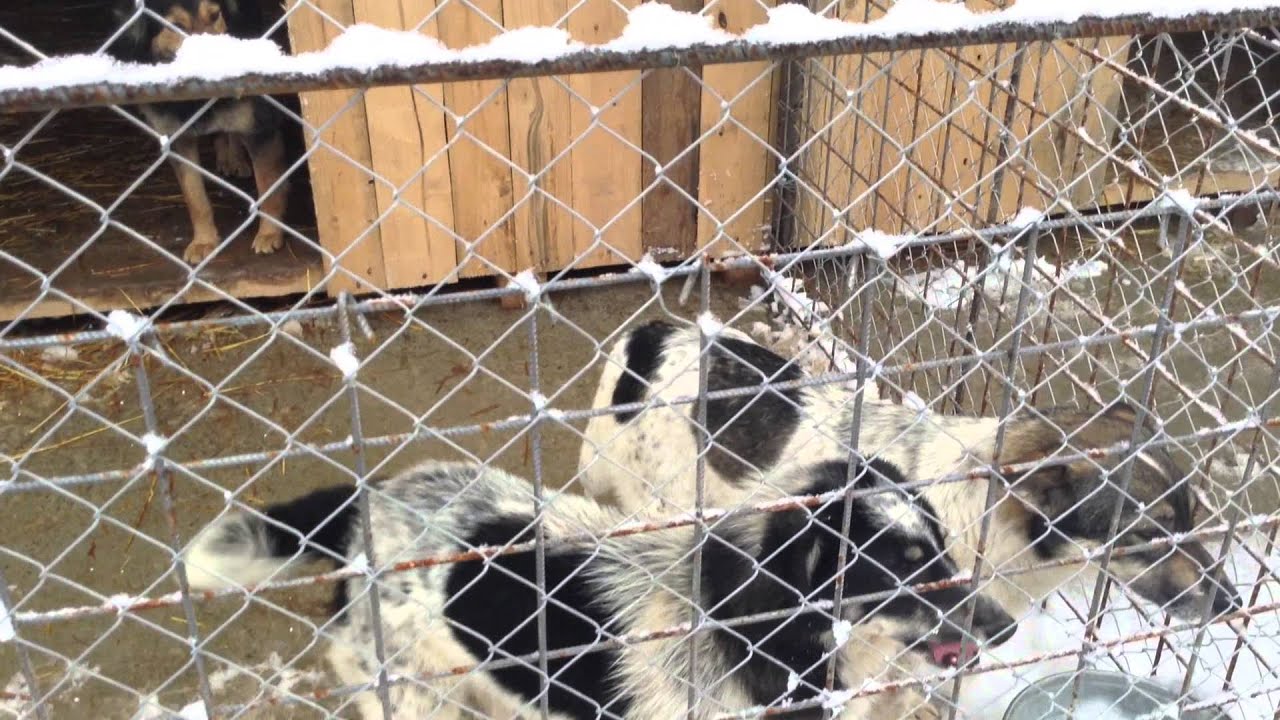 Anima Pro Terra Dej Shelter - part16 - YouTube