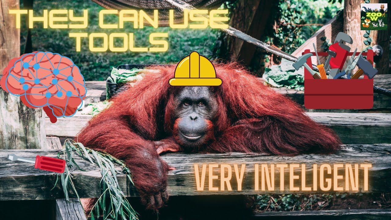 Orangutans: Masters of Tools and Guardians of the Forest. - YouTube