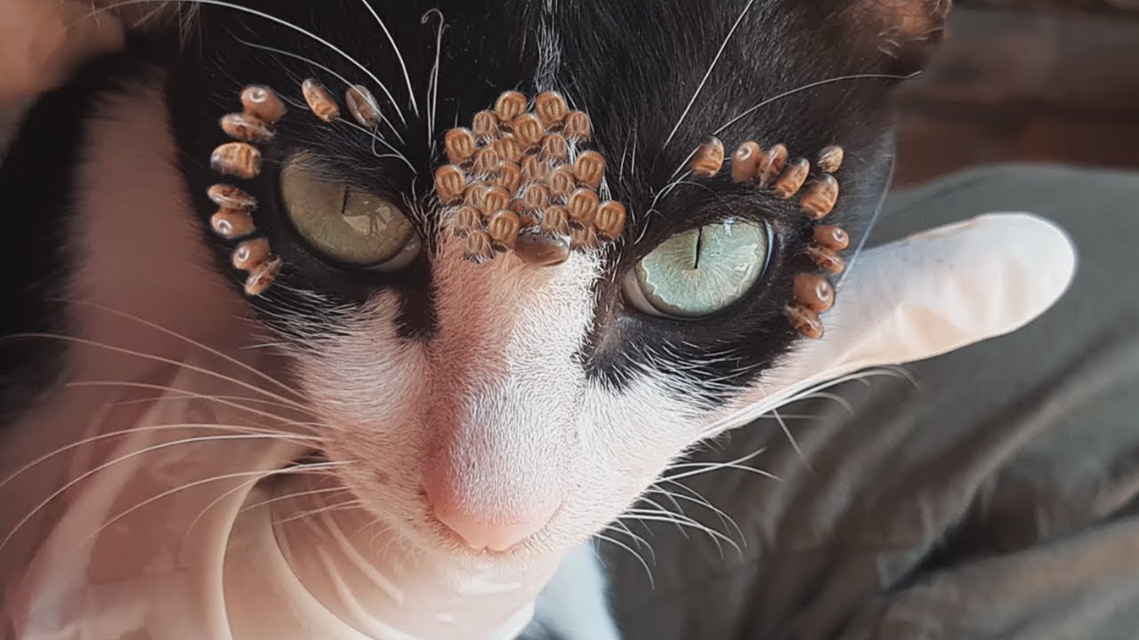 Help Remove Many Ticks From A Cute Animal 8 YouTube Help Remove Many Ticks From A Cute Animal 8 YouTube