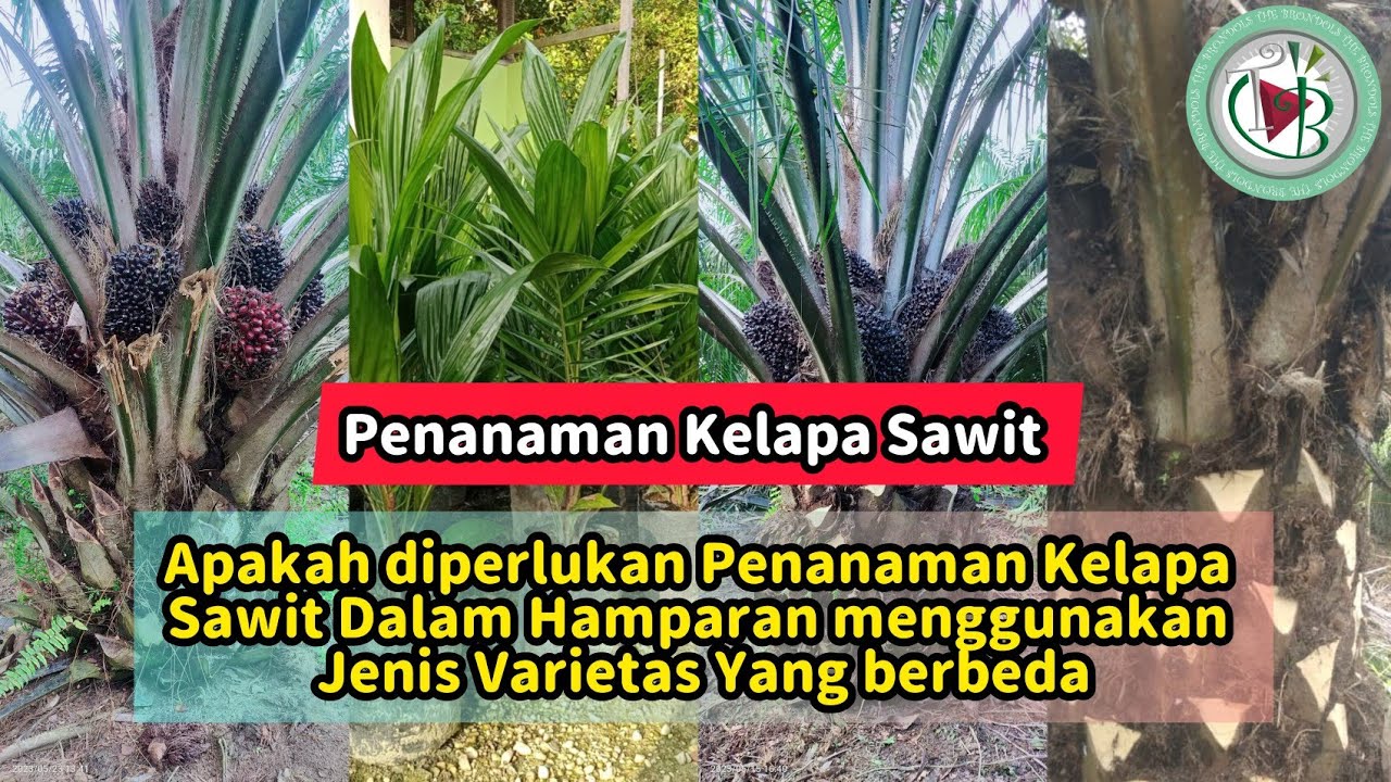 Apakah diperlukan Penanaman Kelapa Sawit Dalam Hamparan menggunakan ...