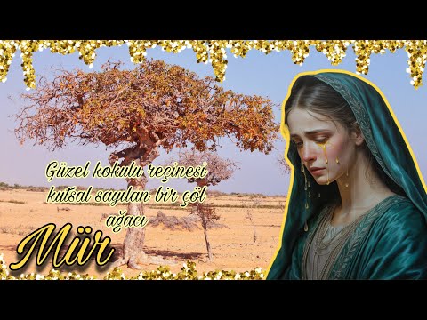 Mür - Commiphora myrrha