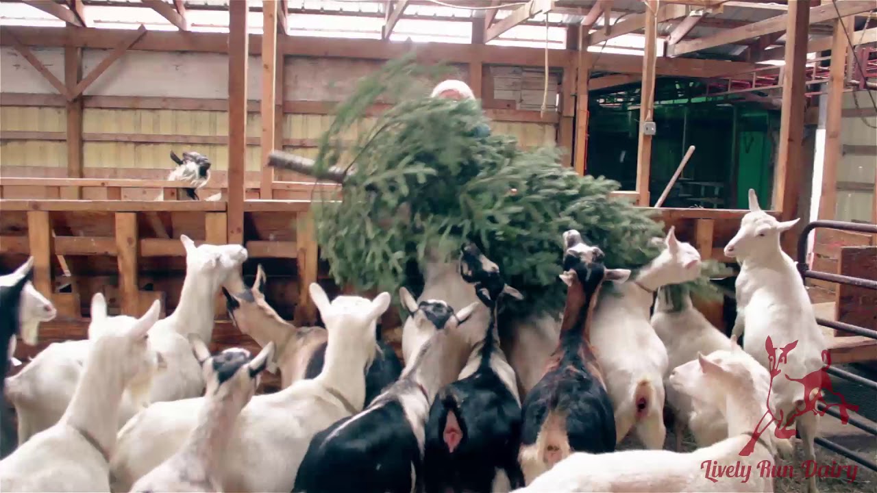 Goats get a Christmas Tree - YouTube