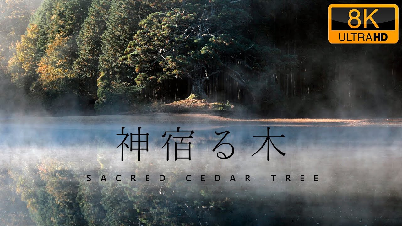 神宿る木 / SACRED CEDAR TREE 8K - YouTube