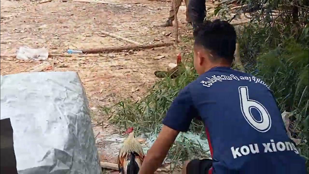 qaib Xyoos 2024-2025 zoo nraug hv nb - YouTube