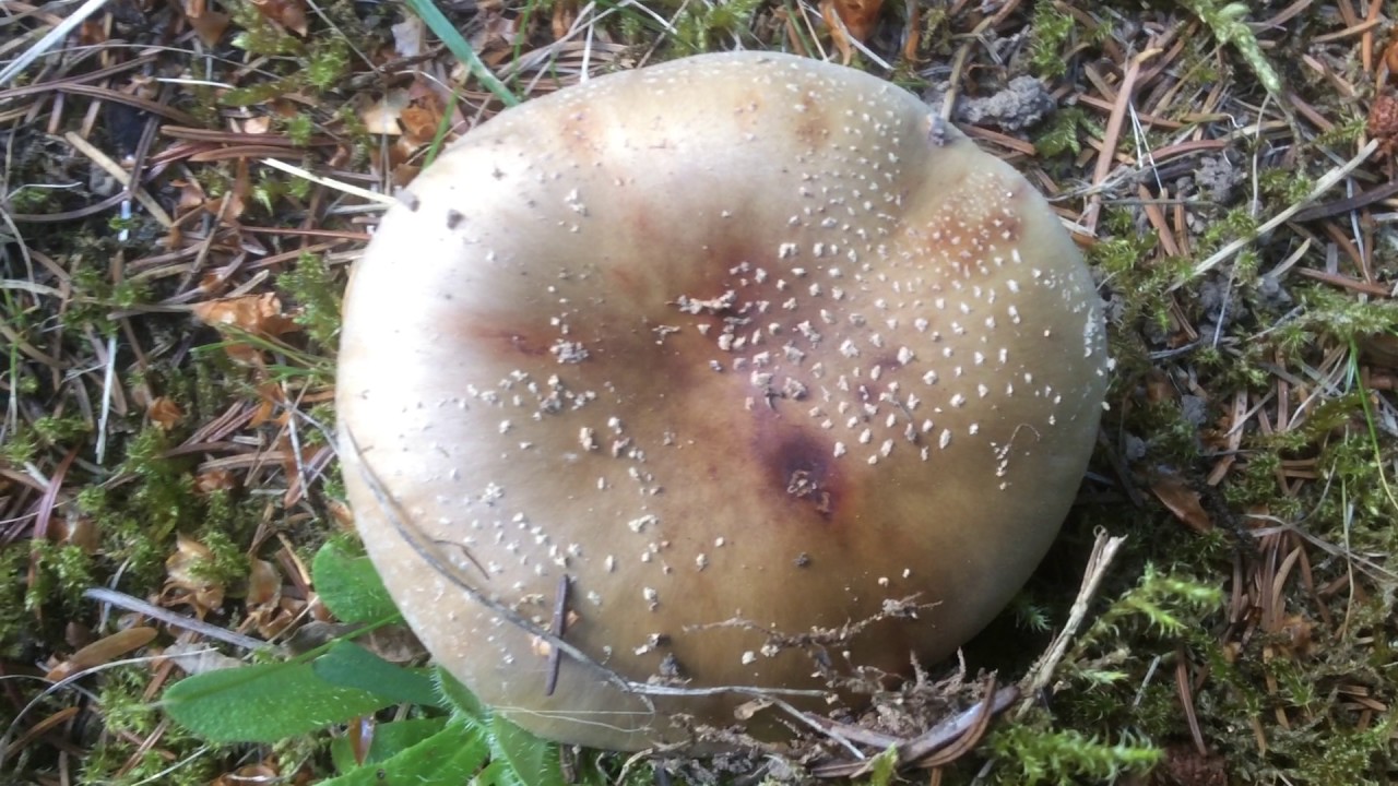 Champignon Amanite panthère 'Amanita pantherina' la pousse furtive ...