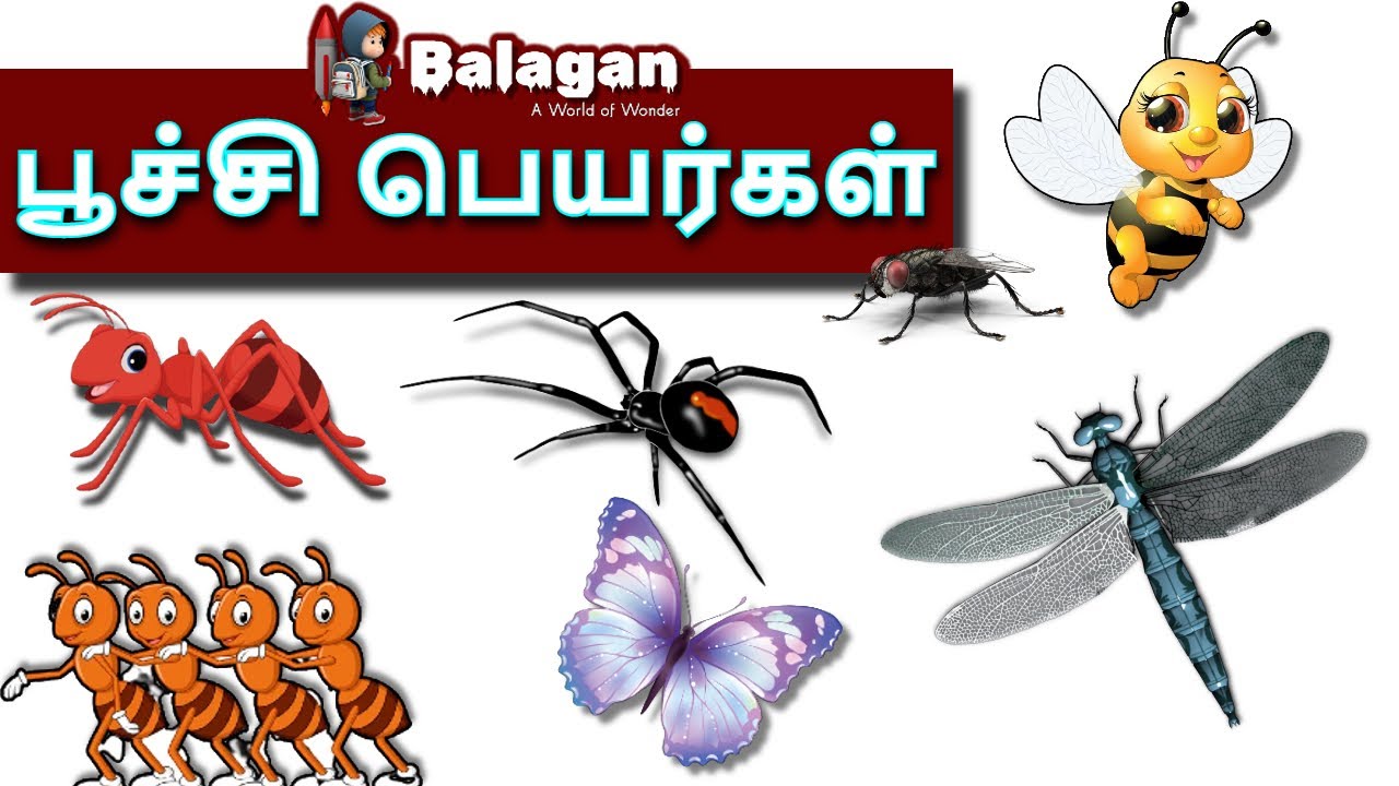 10 Insects Name in Tamil and English | பூச்சிகளின் பெயர்கள் | Poochikal ...