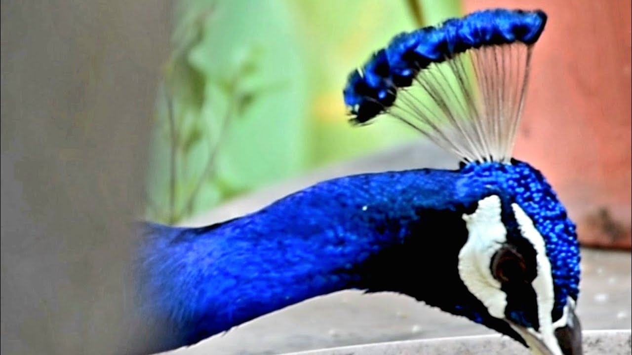 Crown of Peacock 🦚 | Peacock Crest n feathers | Peacock video #peacock ...