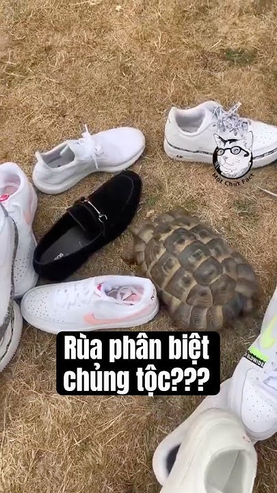 Rùa PH*N BI*T CHỦNG TỘC??? 😱 - YouTube