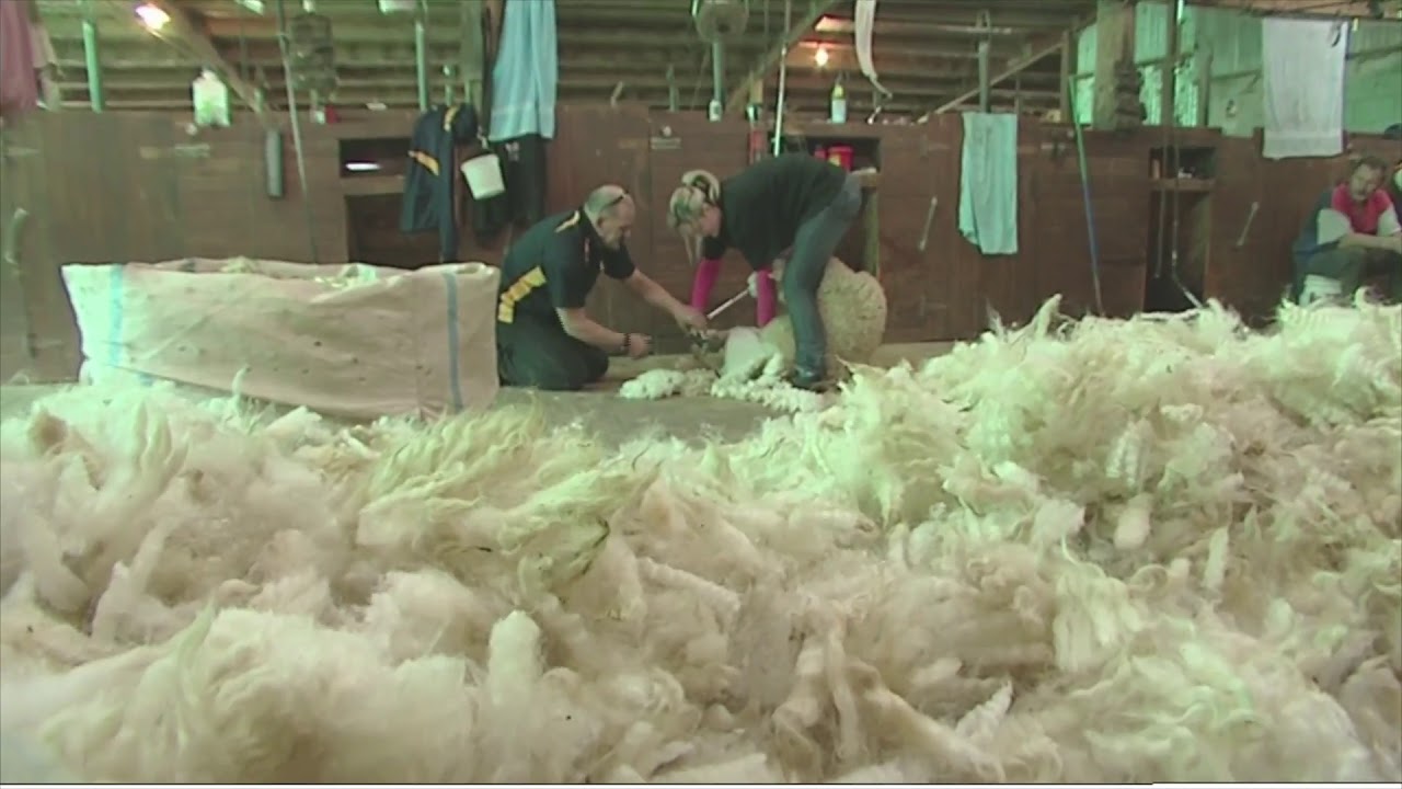 Wool Harvesting Careers - YouTube