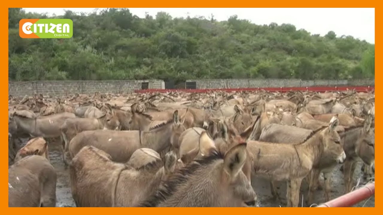 Baringo farmers protest reopening of donkey slaughter after court ...