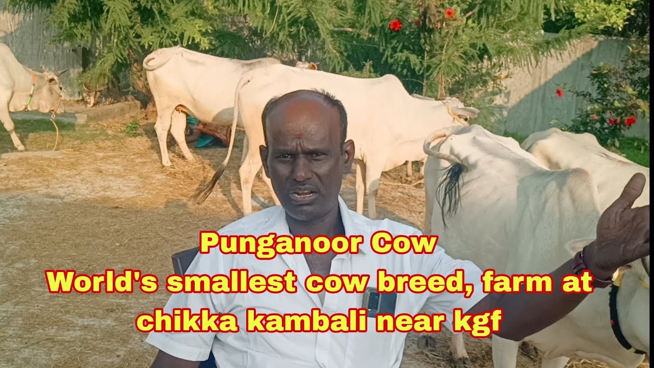 VOICE OF KGF# Punganoor Cow World's smallest cow breed farm at chikka ...