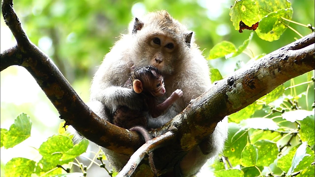 Aww! BB Monkey Destiny Got Wet From Raining Drop. Beautiful Time Start ...