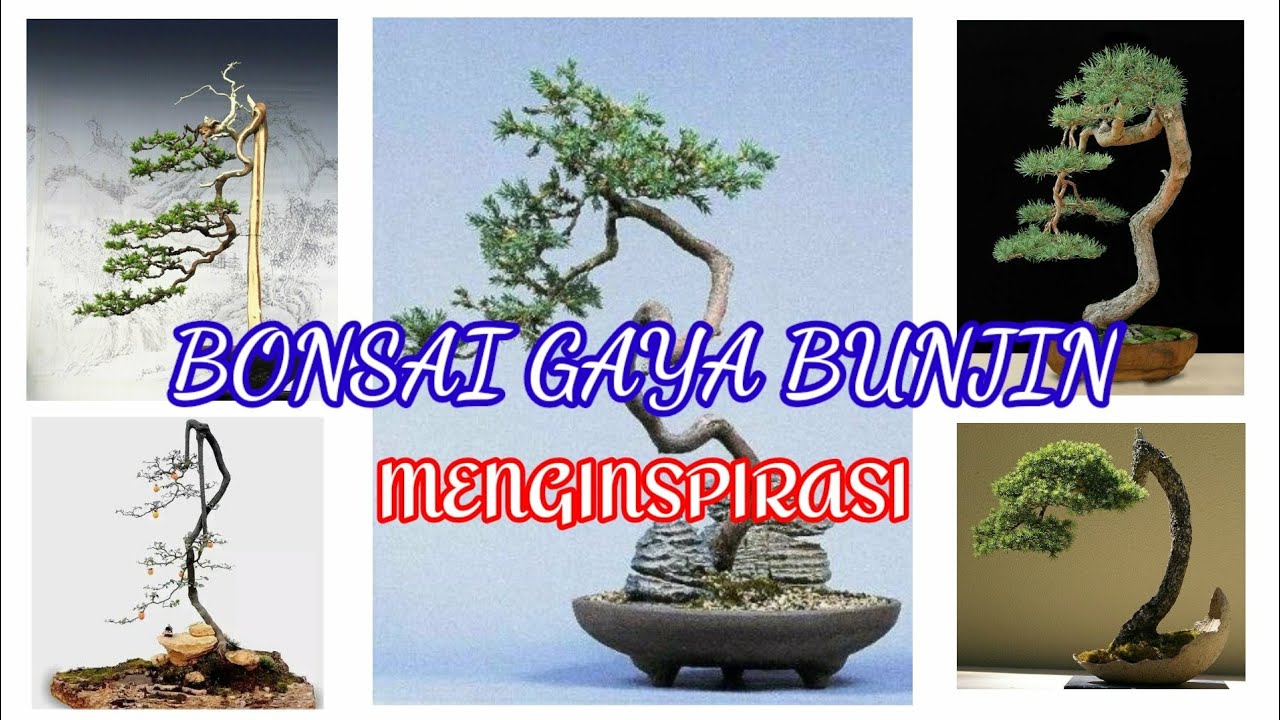 Bonsai Gaya Bunjin Menginspirasi - YouTube
