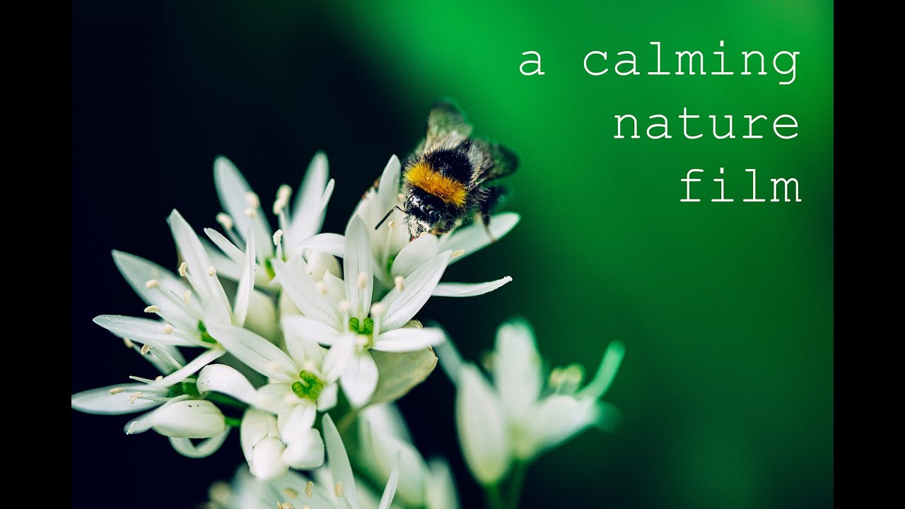 A Calming Nature Film From a British Woodland in Spring - YouTube