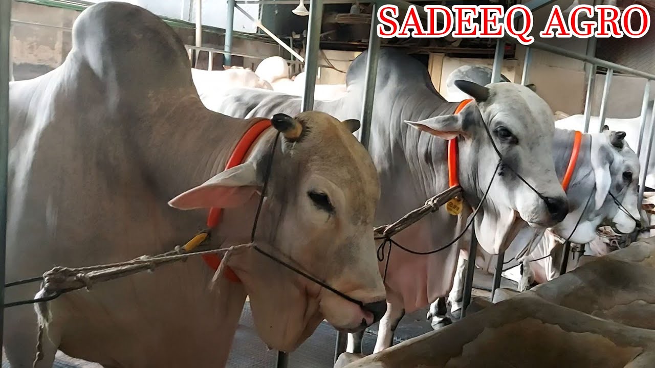 Huge Sibbi Cow Collection In Bangladesh | Sadeeq Agro 2023 | Biggest ...
