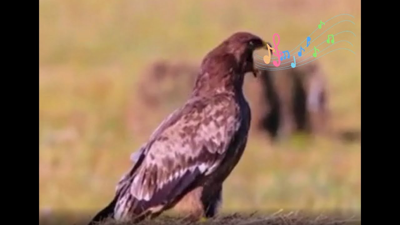 Song from Grassland Eagle - YouTube