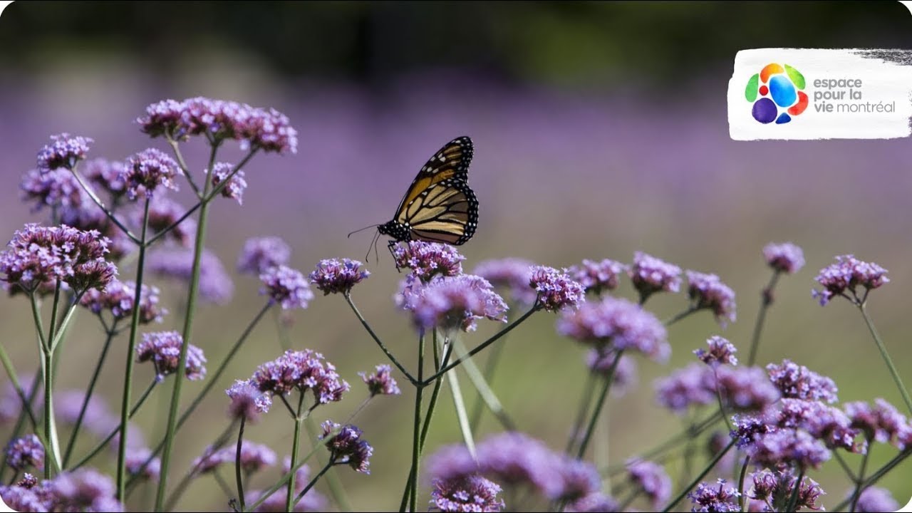 The Mission Monarch Program - YouTube