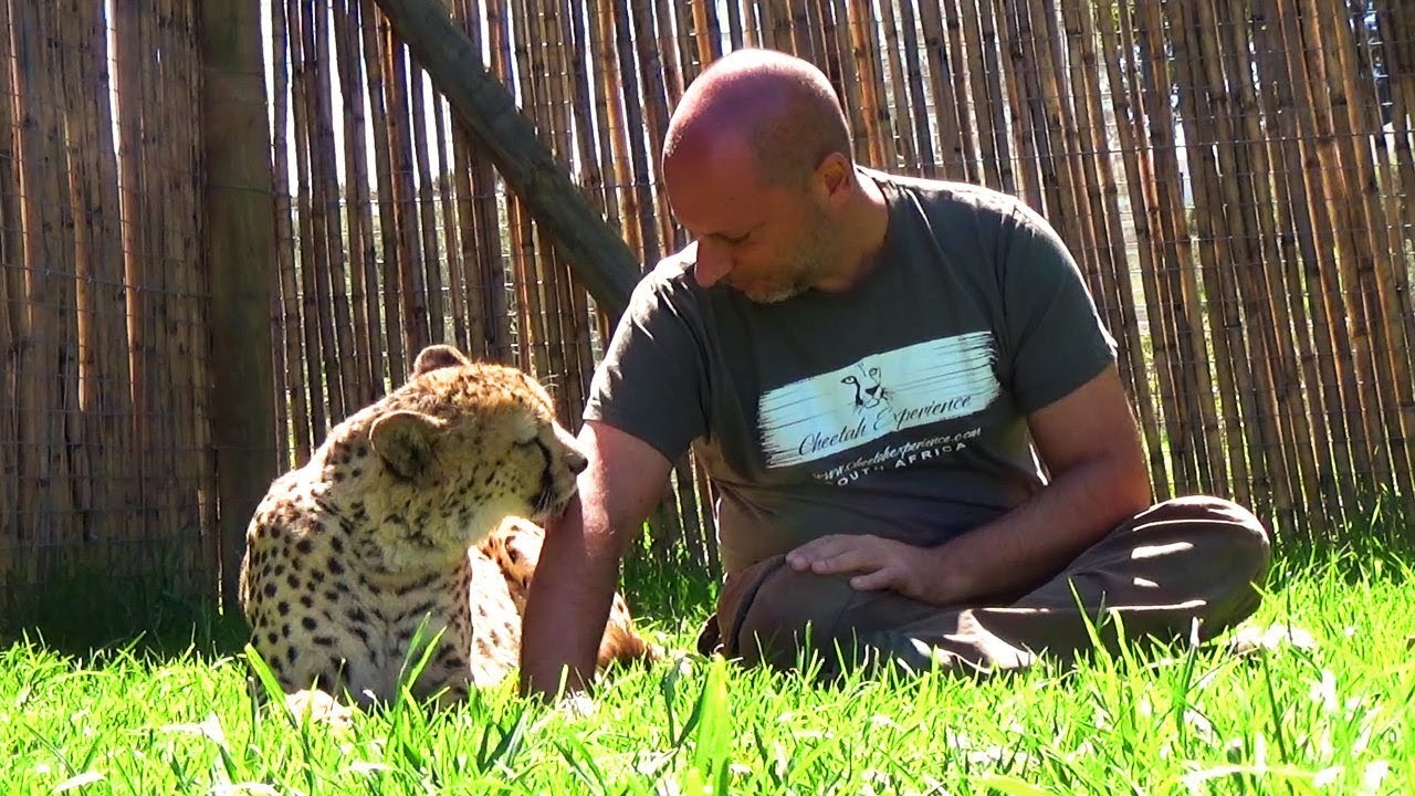 cheetah Xena and human interaction part 2 - YouTube