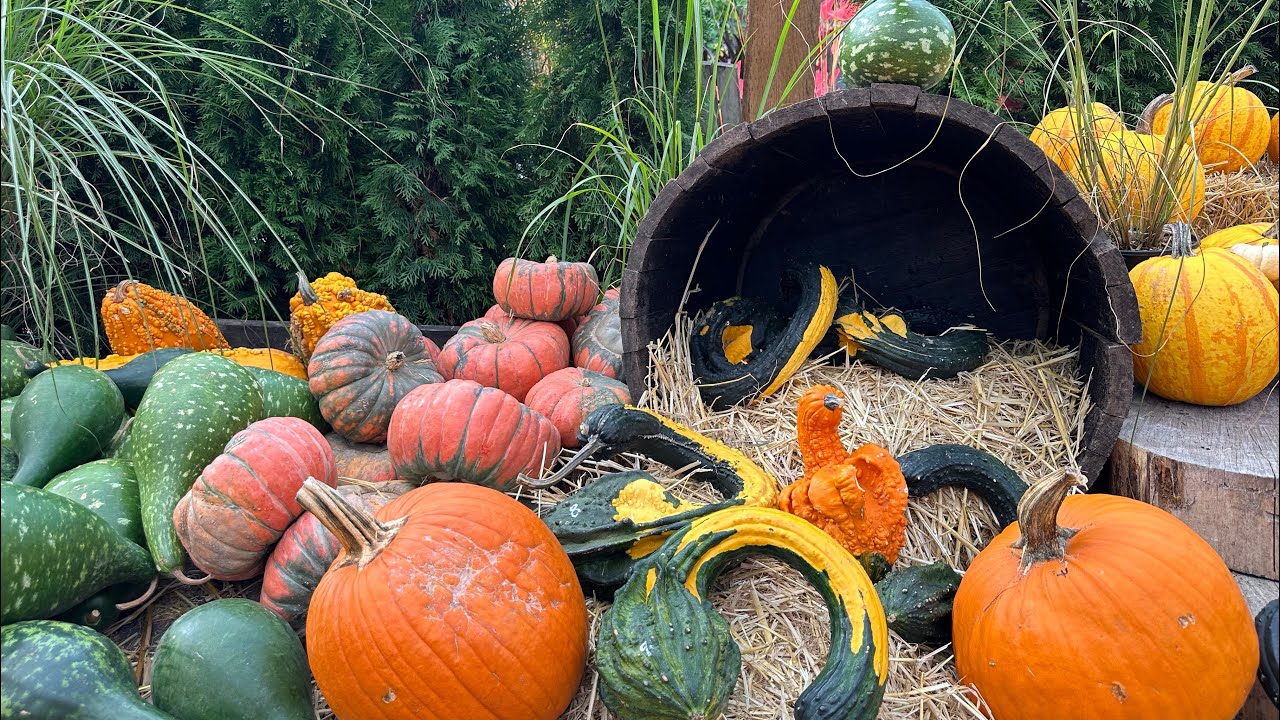 Scarecrow stroll and pumpkin patch at Art's nursery | Surrey | British ...