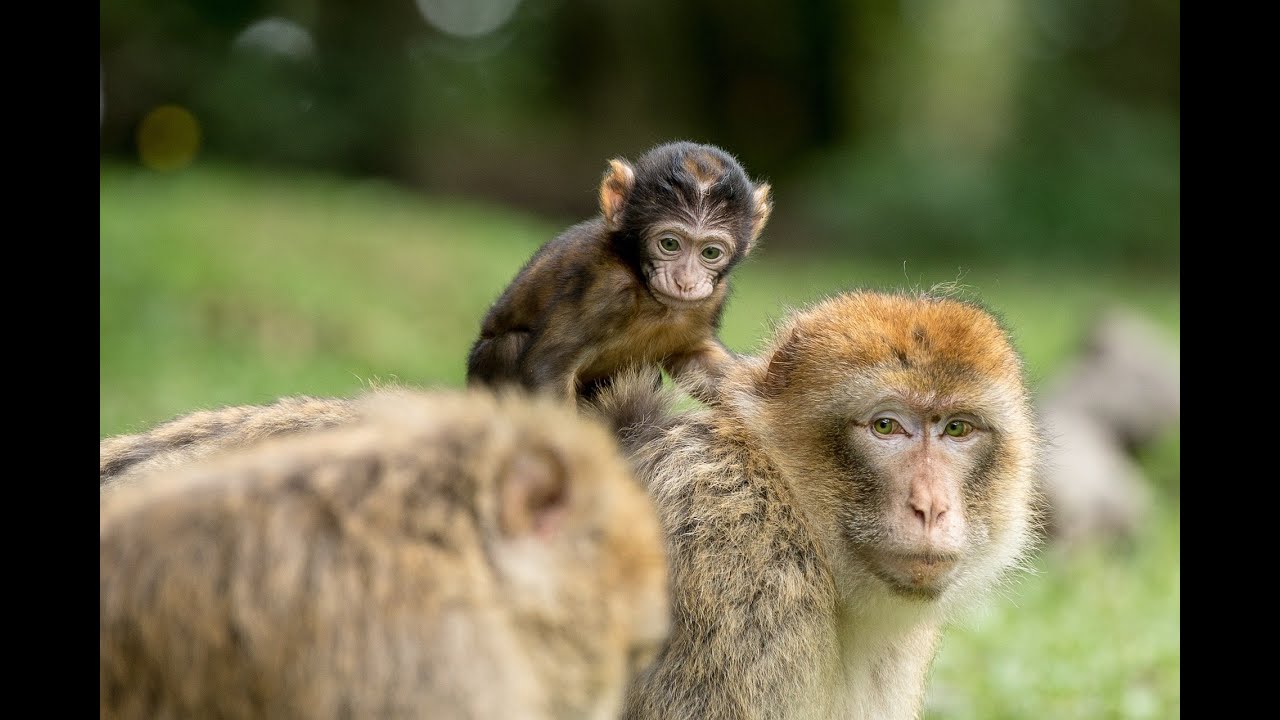 Funny Animal Sounds In Wildlife - Monkey Macaque Sounds - Animal Sounds ...