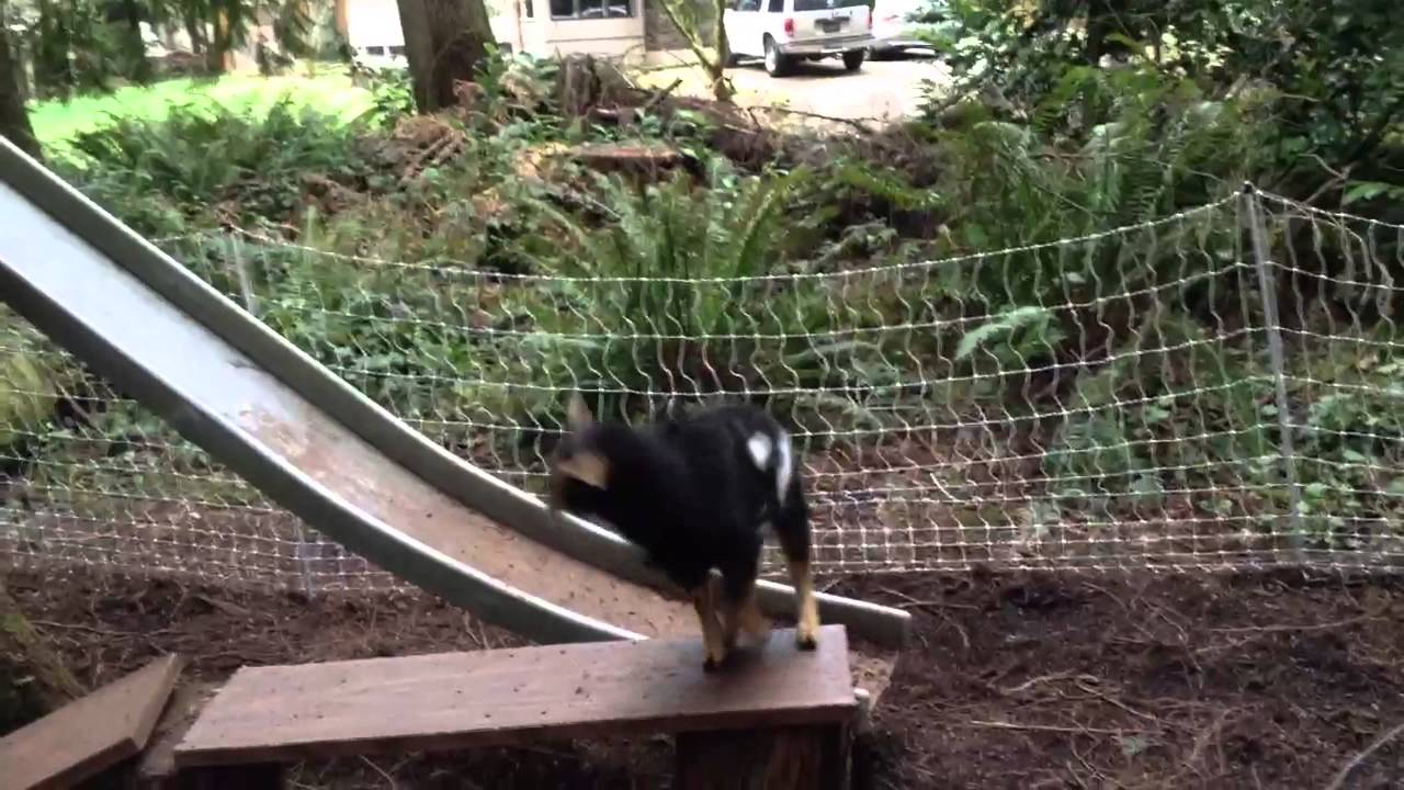 Goat on a slide - YouTube