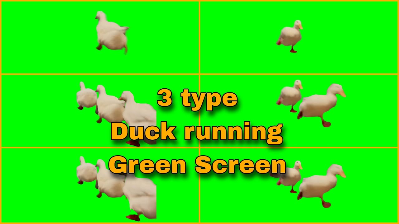 Duck running green screen meme template | Three type video - YouTube