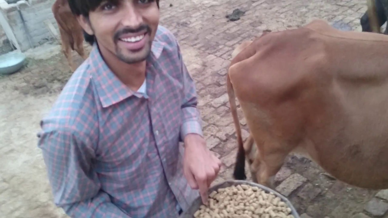 Farmer's Interesting Chat | Wanda For Cow And Buffalo | MILKING THE ...