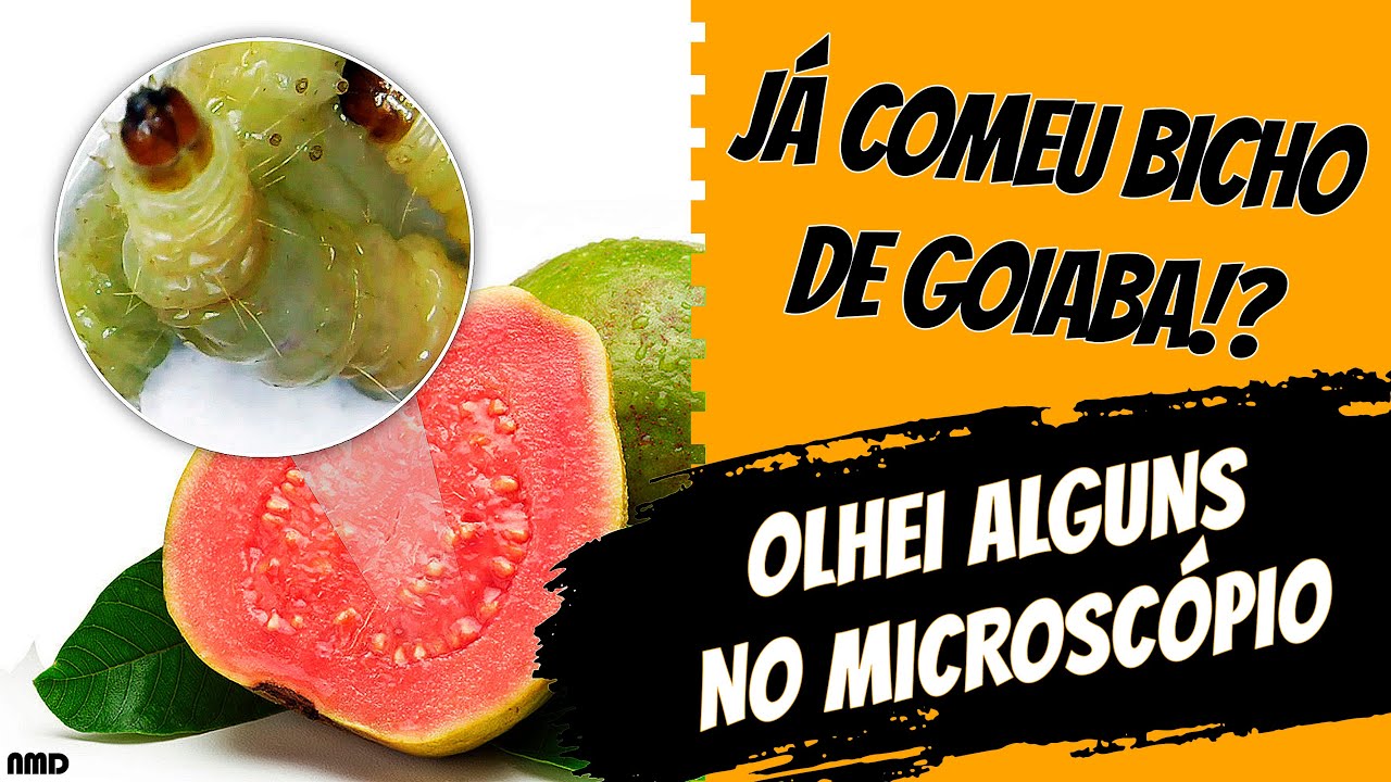 🟠 BICHO DE GOIABA NO MICROSCÓPIO 👉 Nos Mínimos Detalhes - YouTube