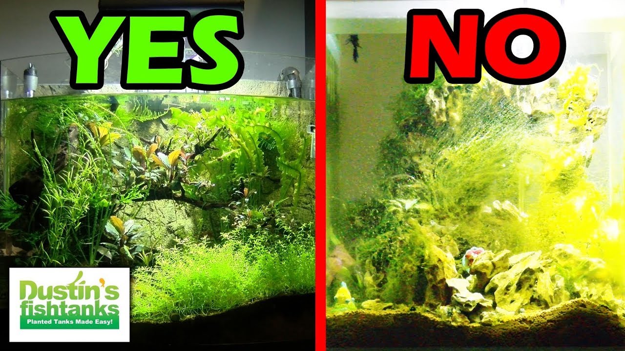 Dustin's Fish Tanks Dirt Recipe - Banana-breads.com