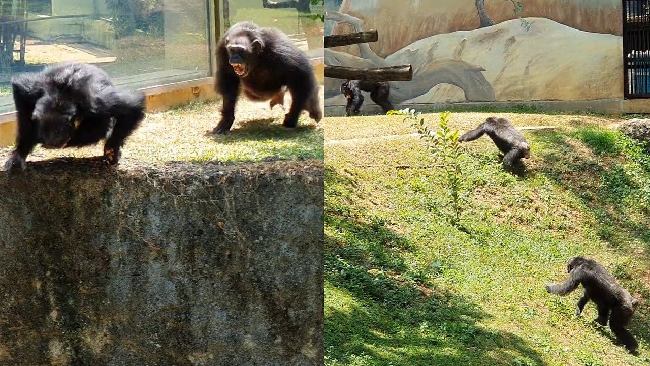 Chimpanzee Battles Up Close Attacks 😲😯😳 - YouTube
