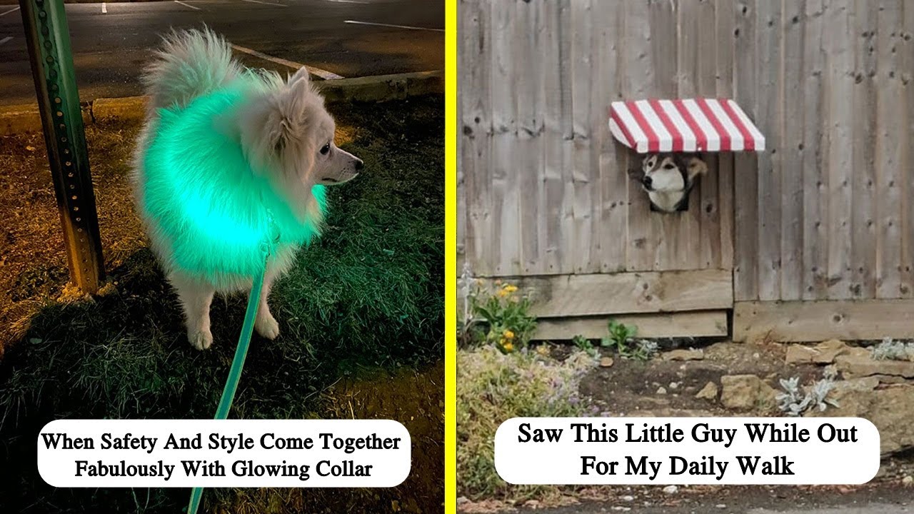 Genius Pet Inventions You Didn’t Know You Needed To Be The Coolest Pet ...