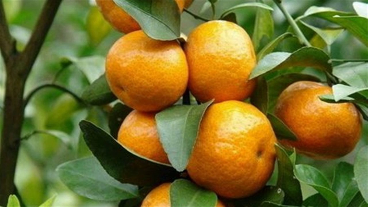 Different Varieties Of Oranges - Pick The Right One For Cultivation ...