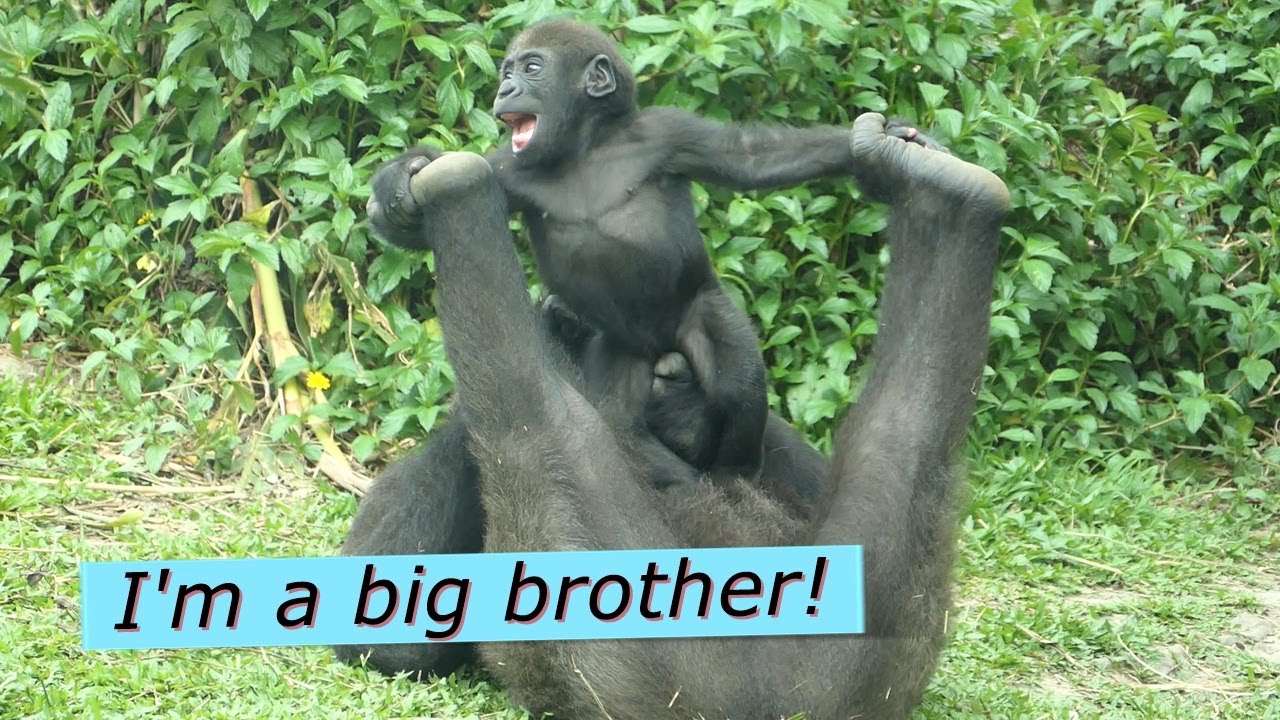 Gorilla Baby Jabali's Growth Diary : use mouth to explore - YouTube
