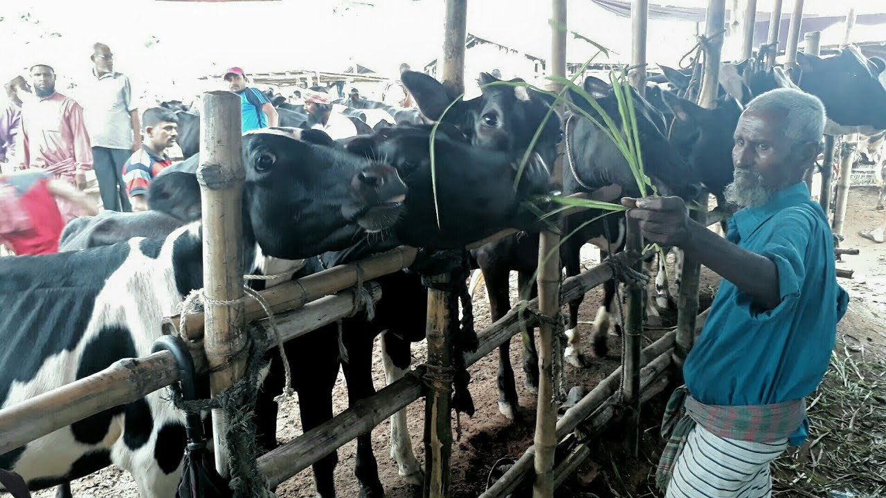 Cow market / Bokna basur market price / BD Life Trailer - YouTube